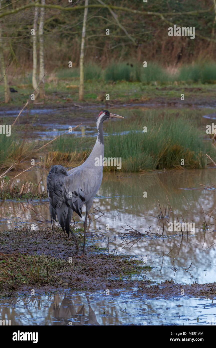 Common Crane at Slimbridge Stock Photo - Alamy