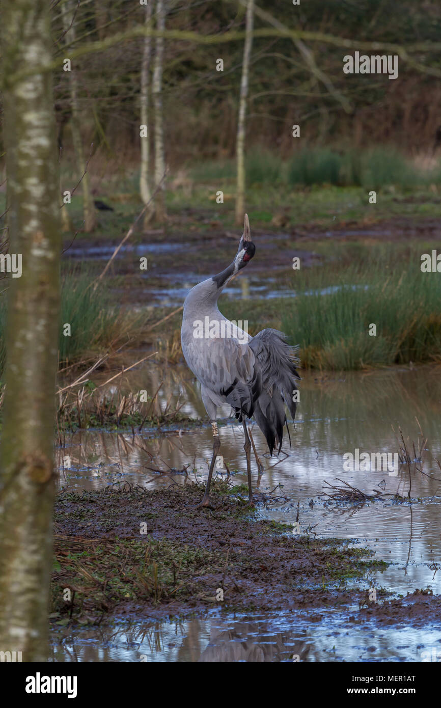 Common crane field hi-res stock photography and images - Alamy