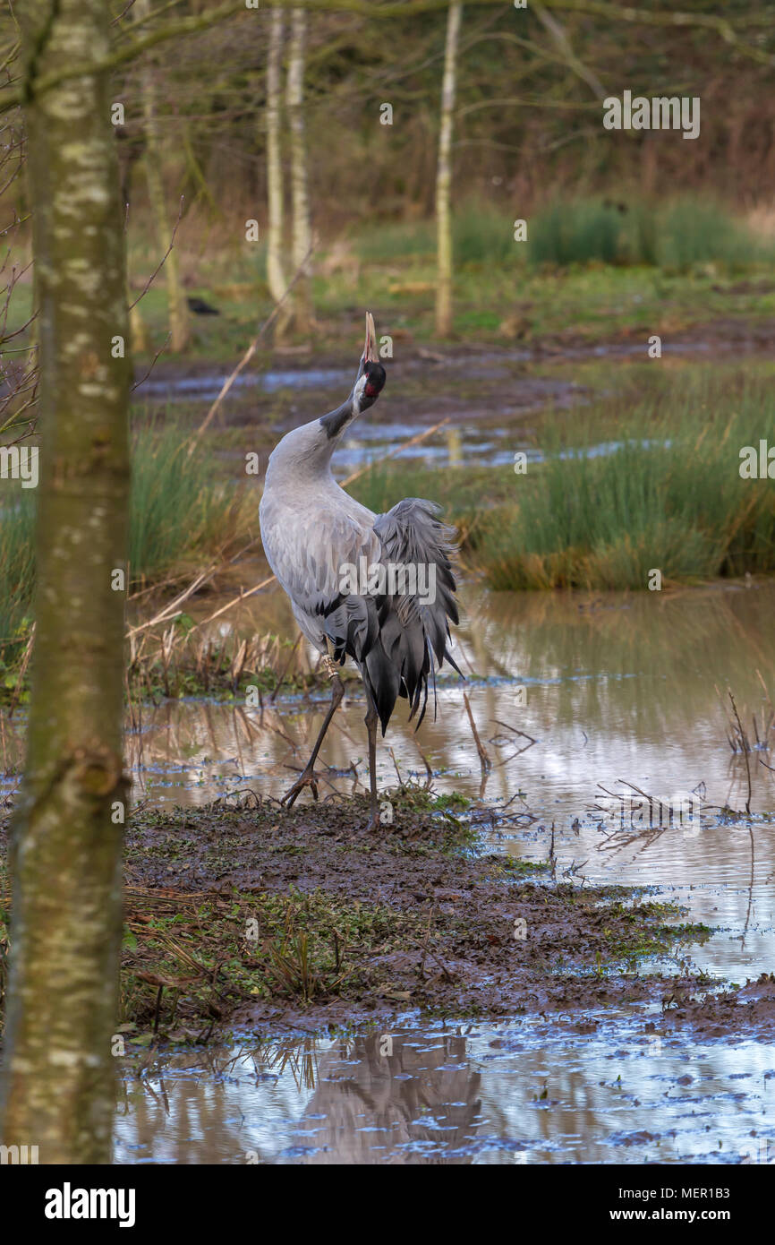 Common Crane at Slimbridge Stock Photo - Alamy