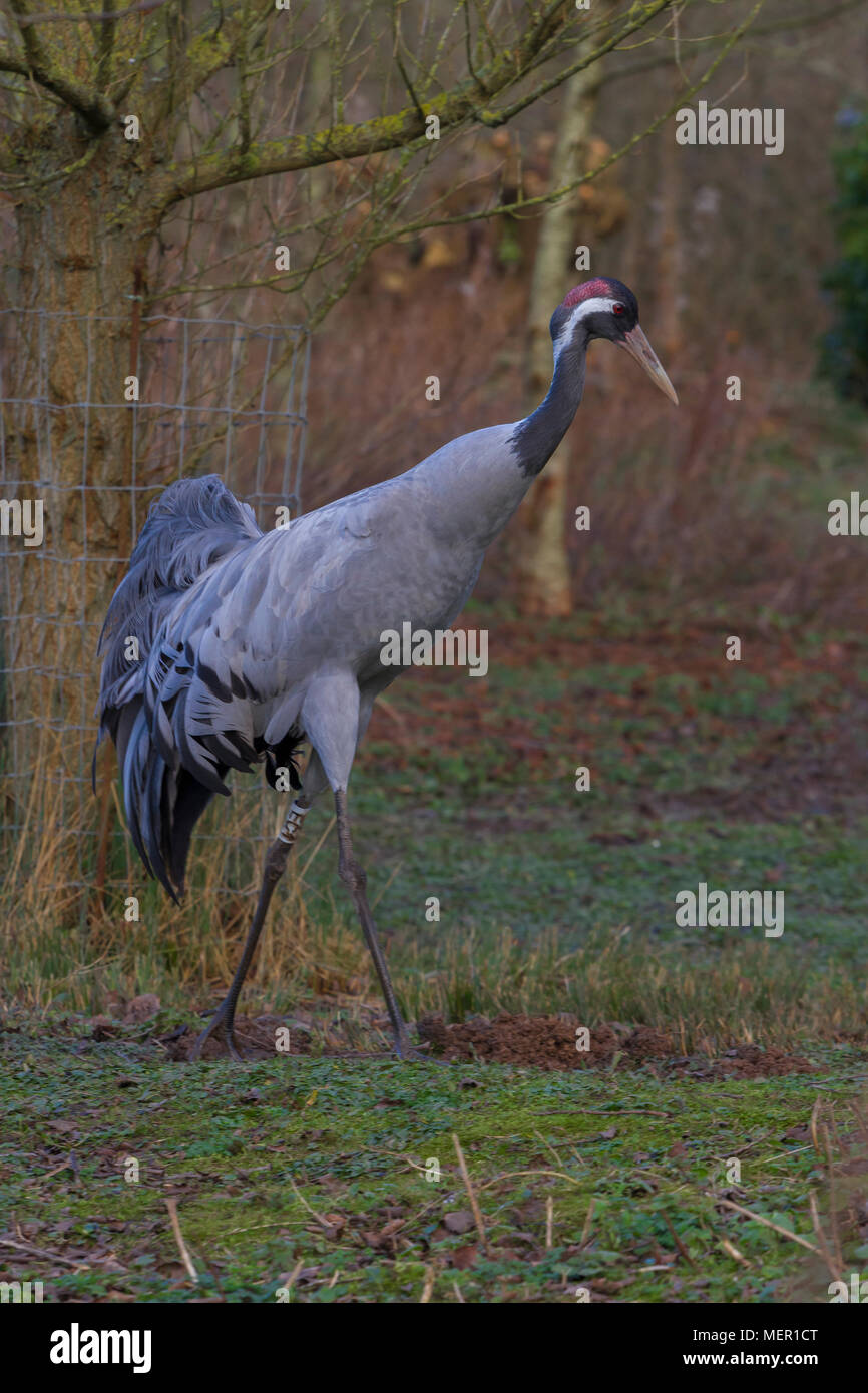 Common Crane at Slimbridge Stock Photo - Alamy