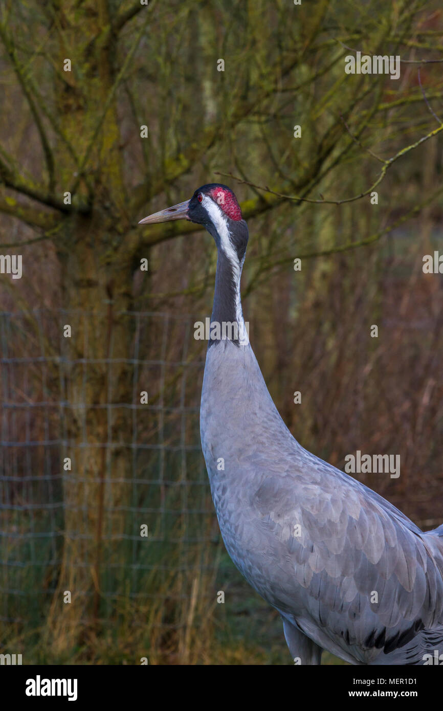 Common Crane at Slimbridge Stock Photo - Alamy