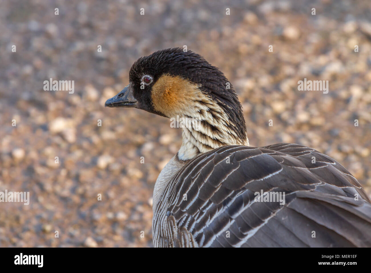 Bill nack hi-res stock photography and images - Alamy