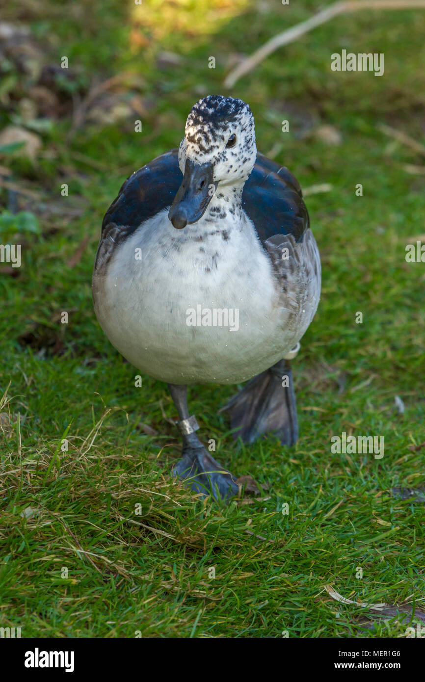 Female Comb Duck at Slimbridge Stock Photo - Alamy