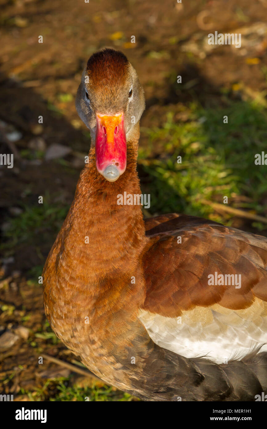 Black duck with orange neck hi-res stock photography and images - Alamy