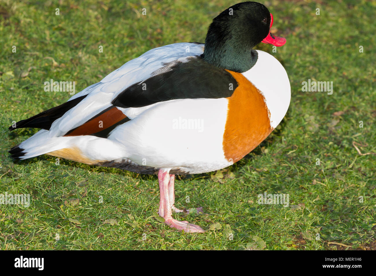 Common Shelduck at Slimbridge Stock Photo - Alamy