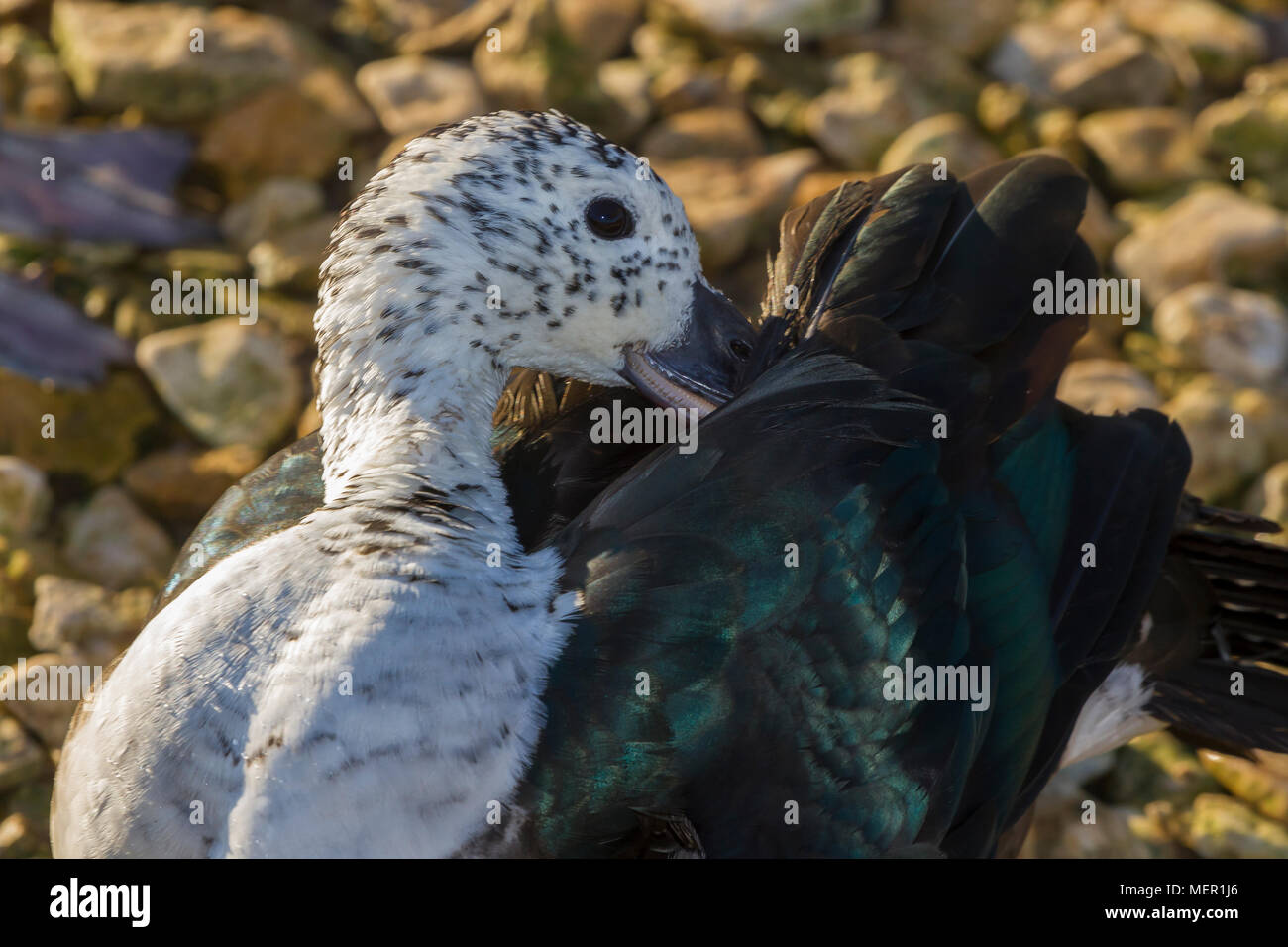 Female comb duck hi-res stock photography and images - Alamy