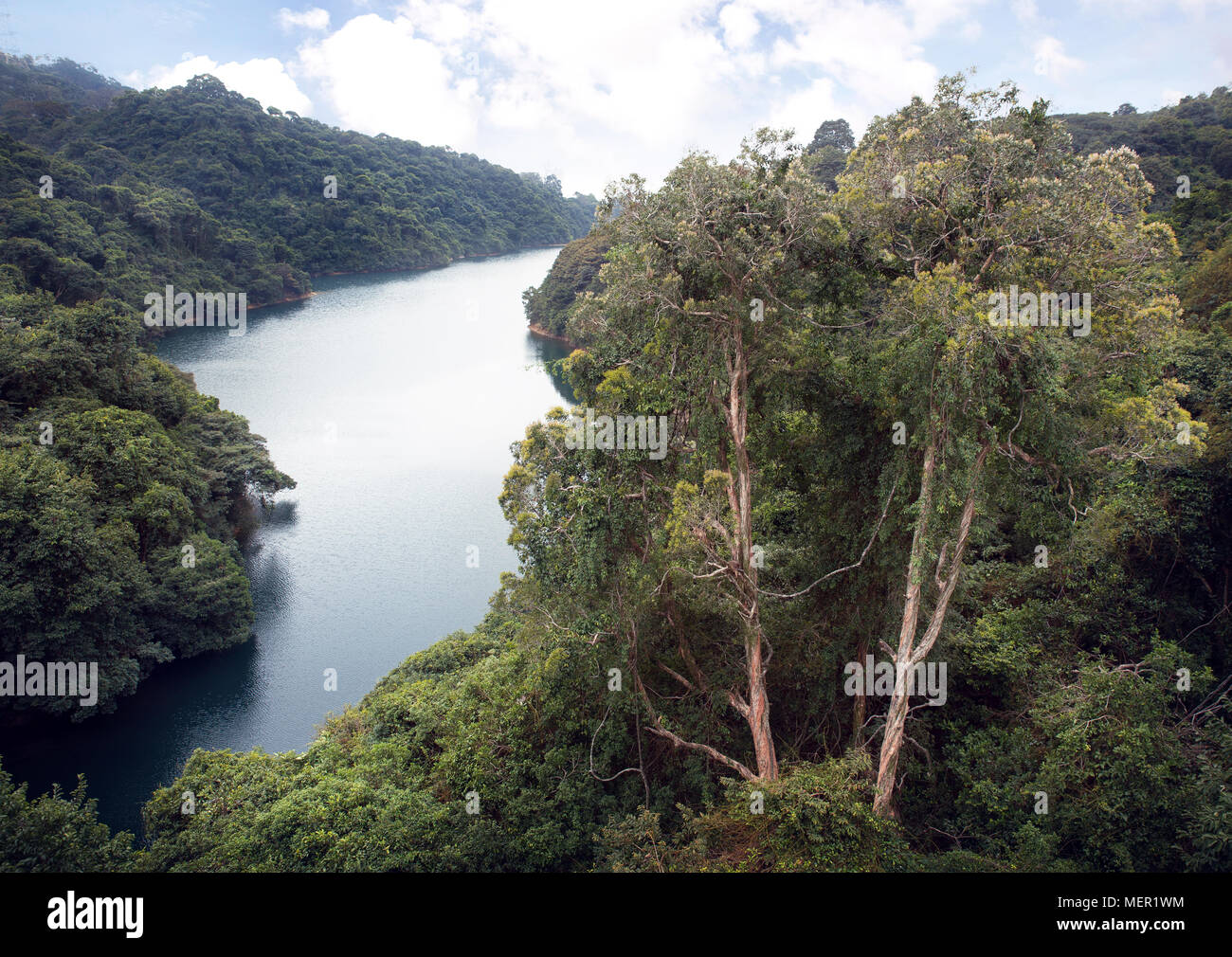 Big tree beside the river Stock Photo - Alamy