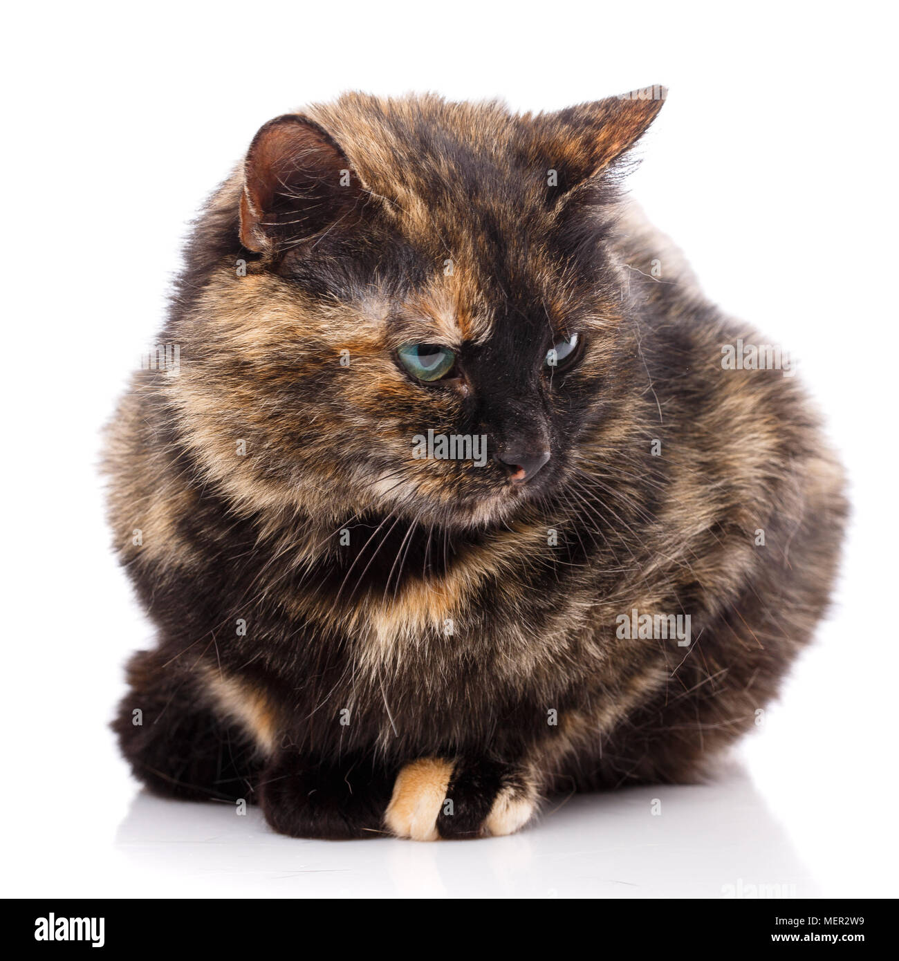 Cute offended Cut Out Stock Images & Pictures - Alamy