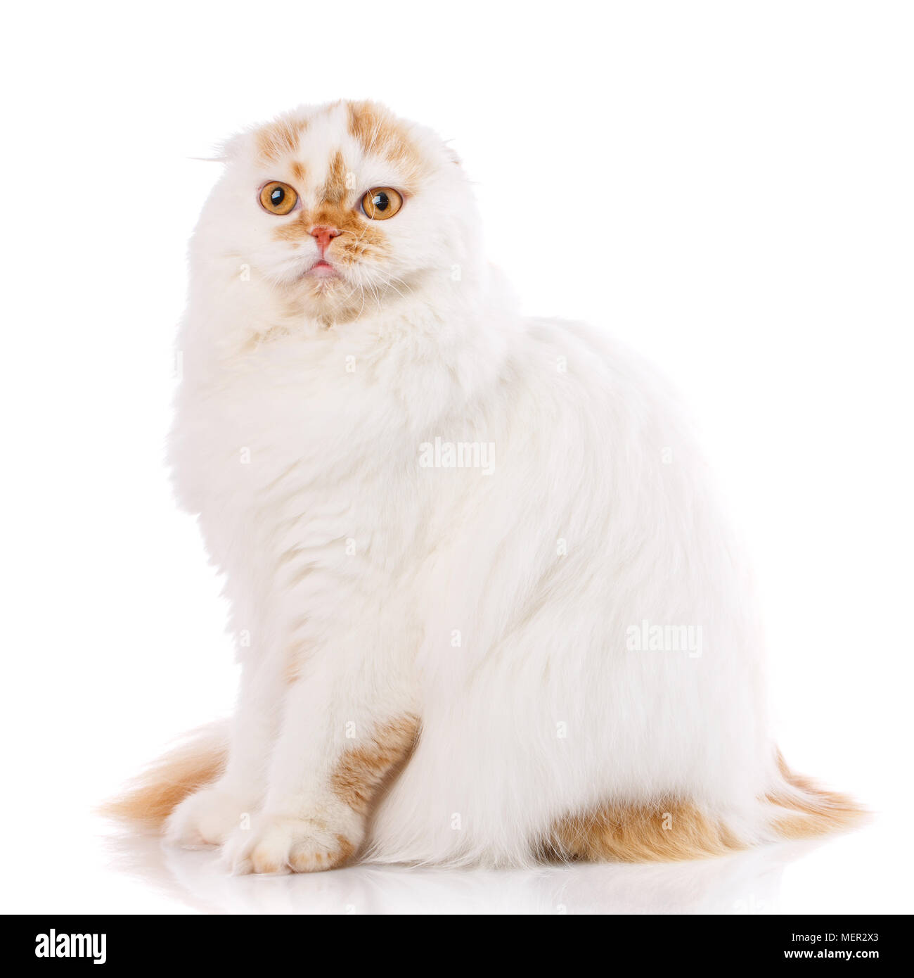 Beautiful purebred fluffy proud cat Stock Photo - Alamy