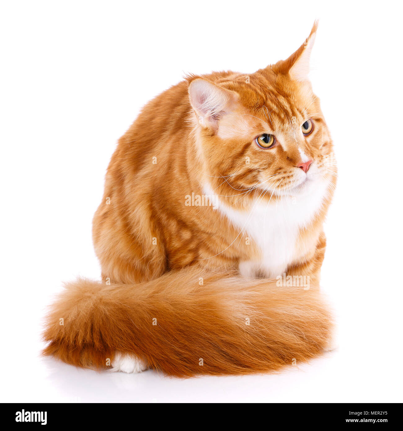 Mainecoon thoroughbred cat on a white background Stock Photo - Alamy