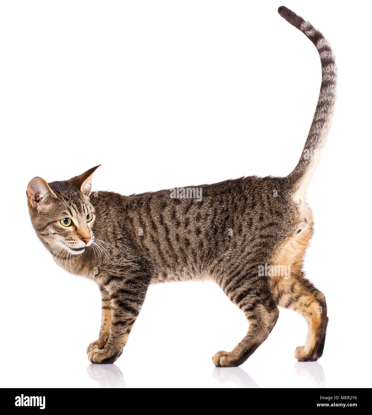 Thoroughbred cat hi-res stock photography and images - Alamy