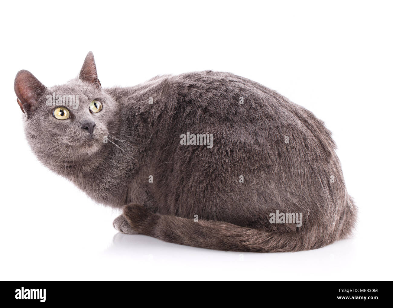Cute grey domestic cat Cut Out Stock Images & Pictures - Alamy