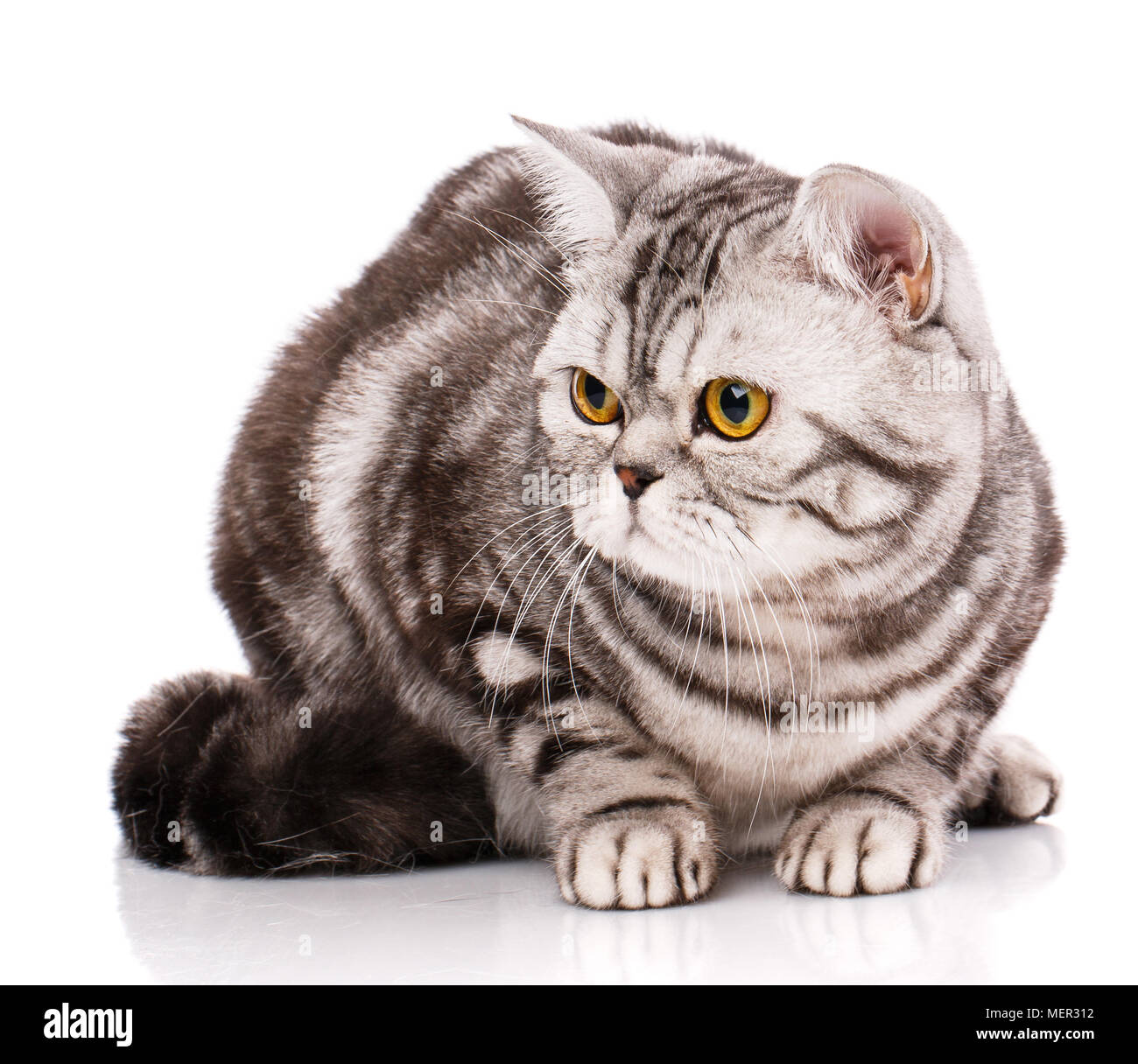 Beautiful, purebred cat. Kitten - portrait of cat Stock Photo - Alamy