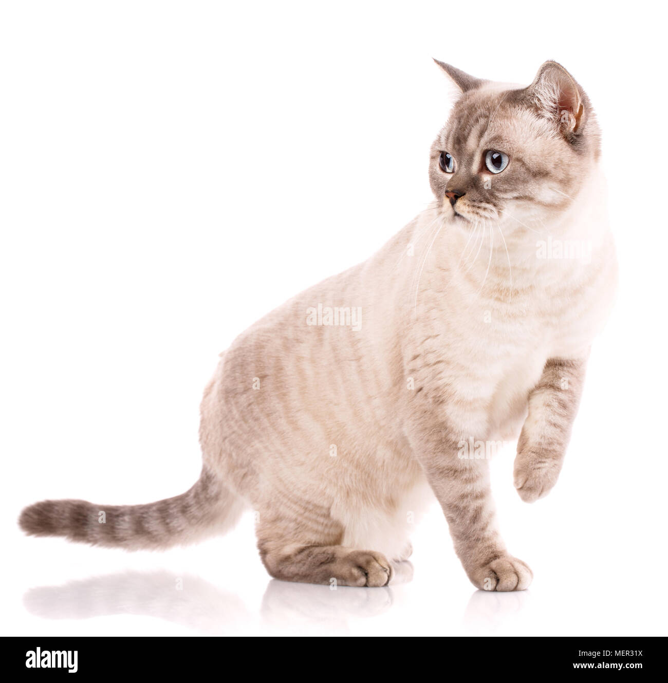 Portrait of Scottish Fold Kitten sitting Stock Photo - Alamy