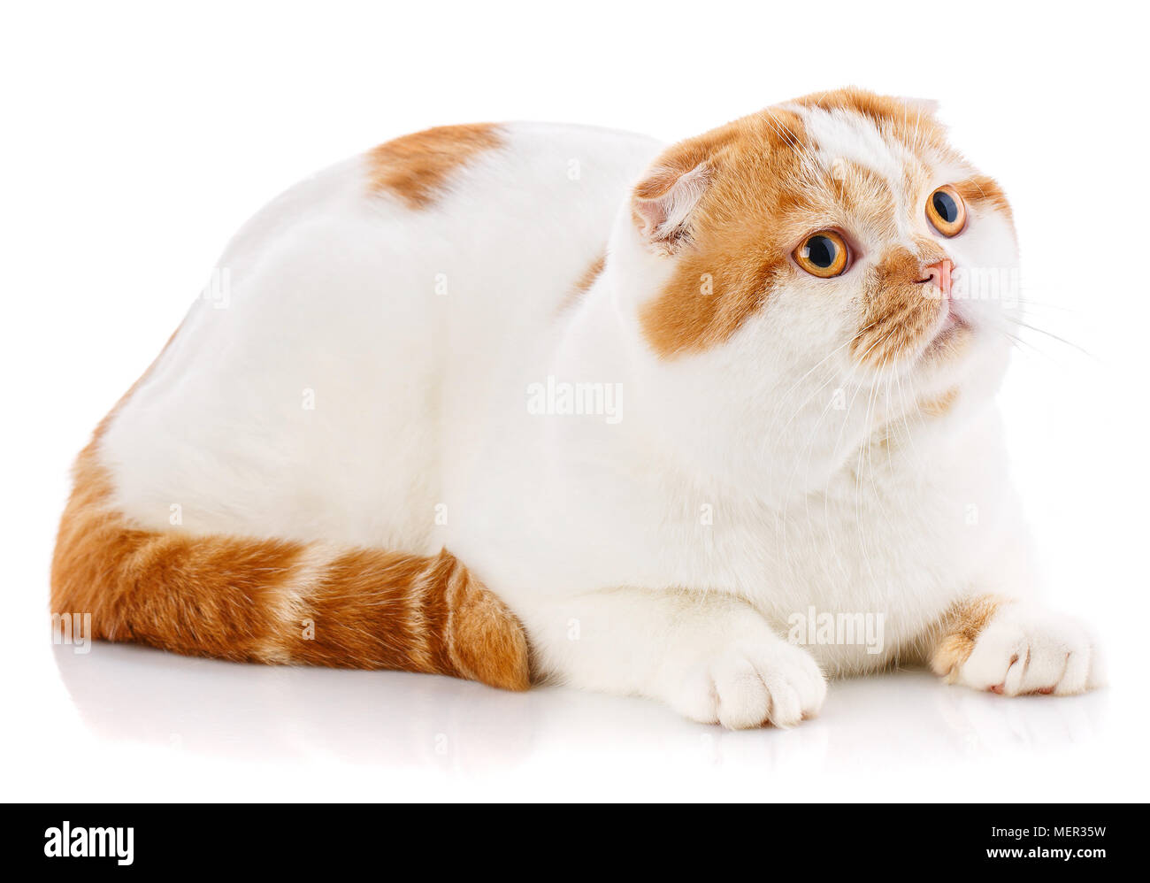 Beautiful, purebred cat. Kitten - portrait of cat Stock Photo - Alamy