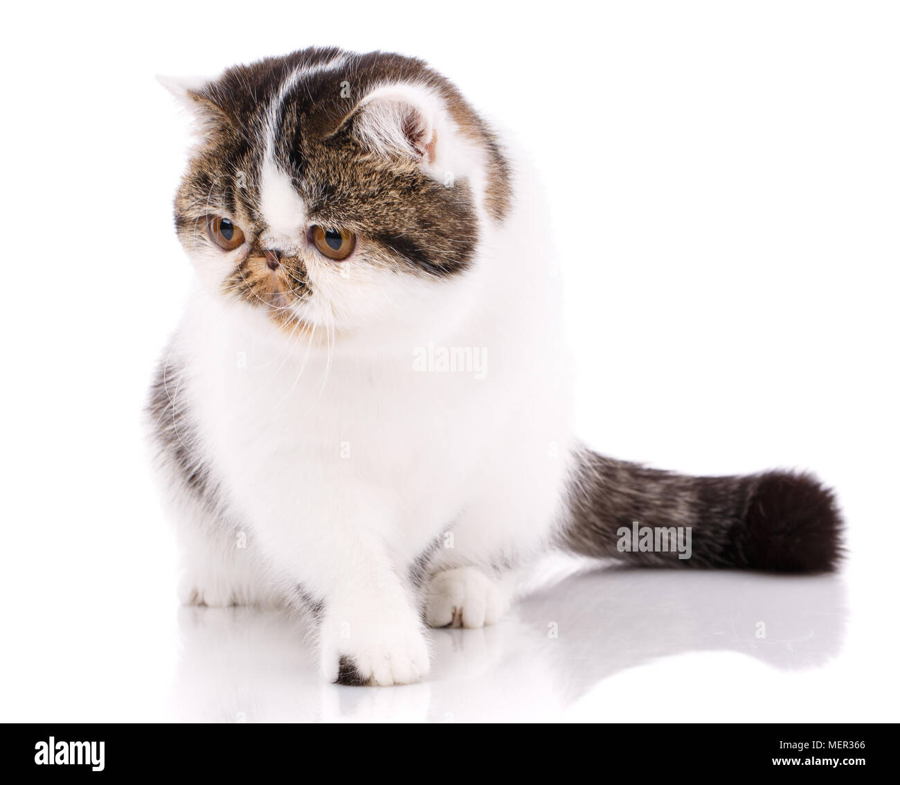 Beautiful, purebred cat. Kitten - portrait of Exotic cat Stock Photo ...