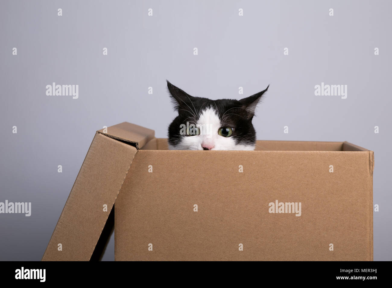 cardboard box with a cat Stock Photo - Alamy