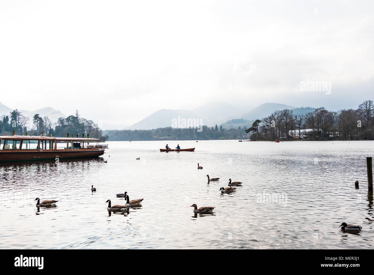 Ducks and boating on Derwentwater Stock Photo - Alamy