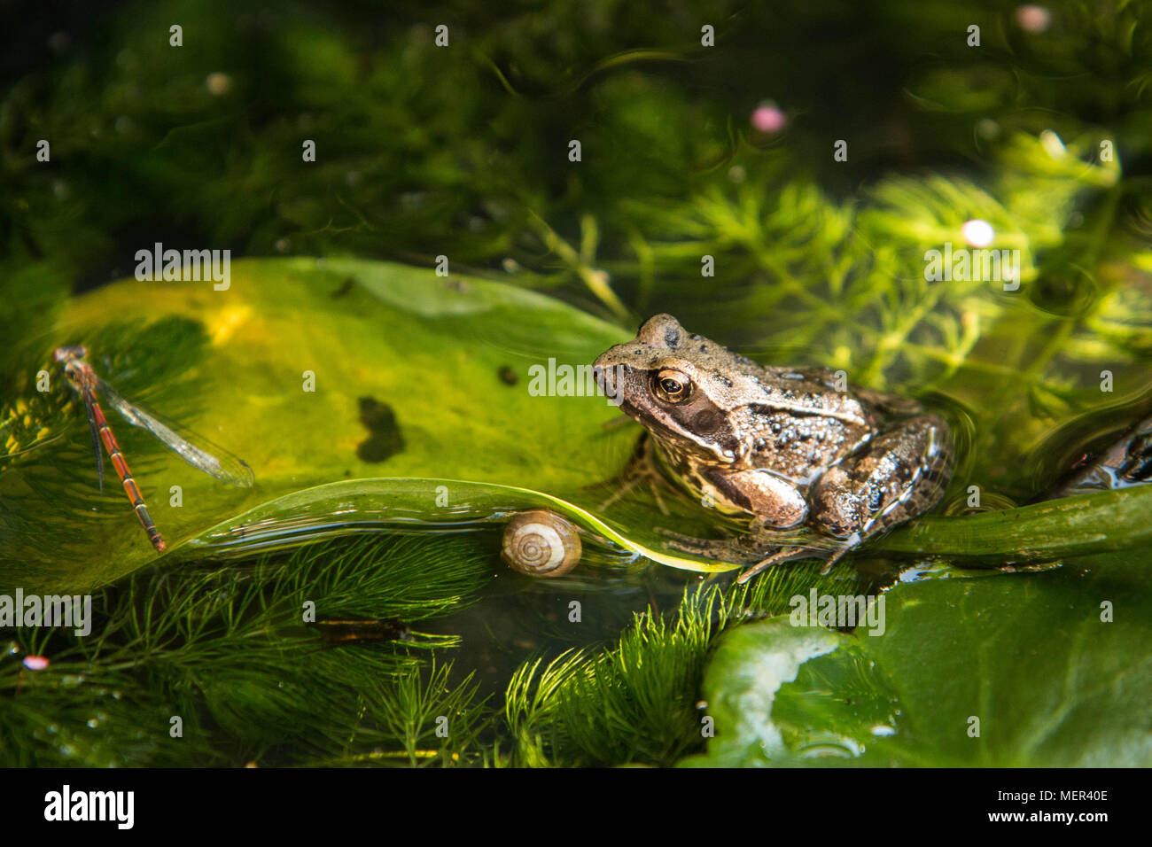 Common Frog - Rana temporaria Stock Photo - Alamy