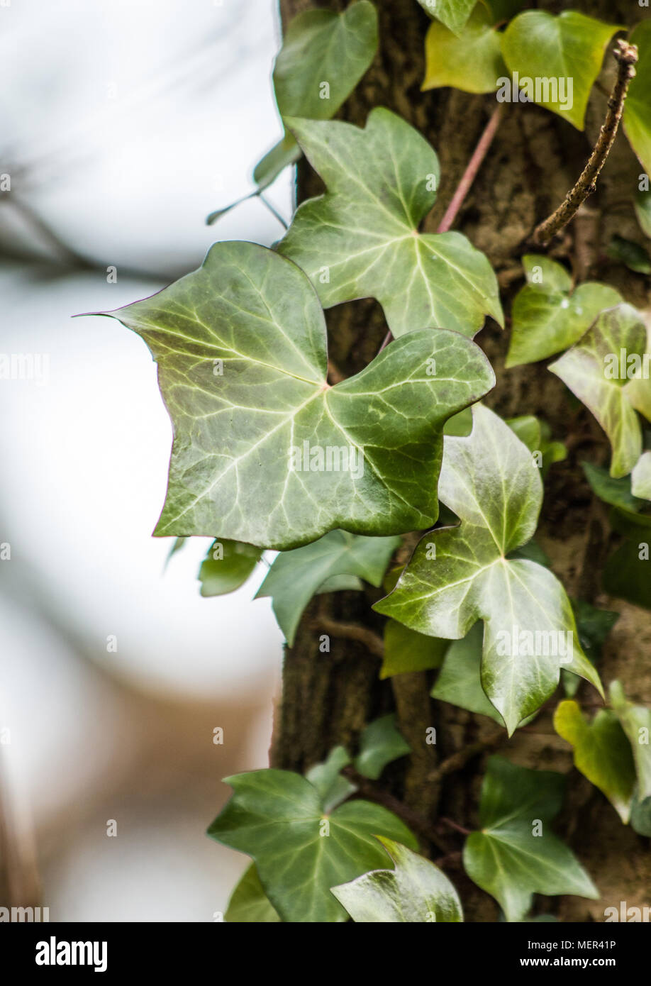Ground ivy weed hi-res stock photography and images - Alamy
