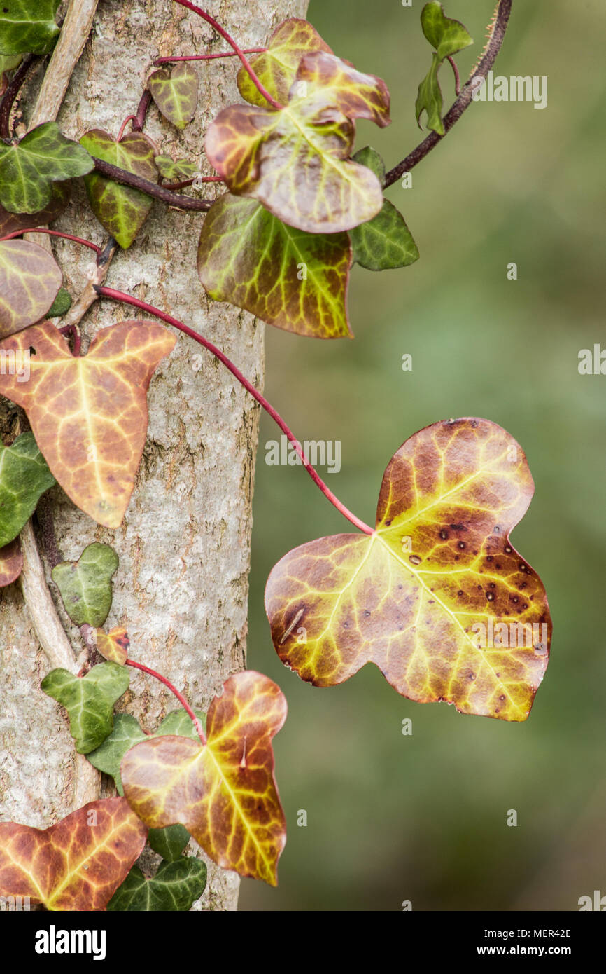 Ground Ivy Weed High Resolution Stock Photography and Images - Alamy