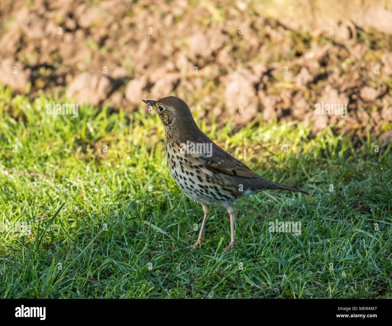 Song thrush worm uk hi-res stock photography and images - Alamy