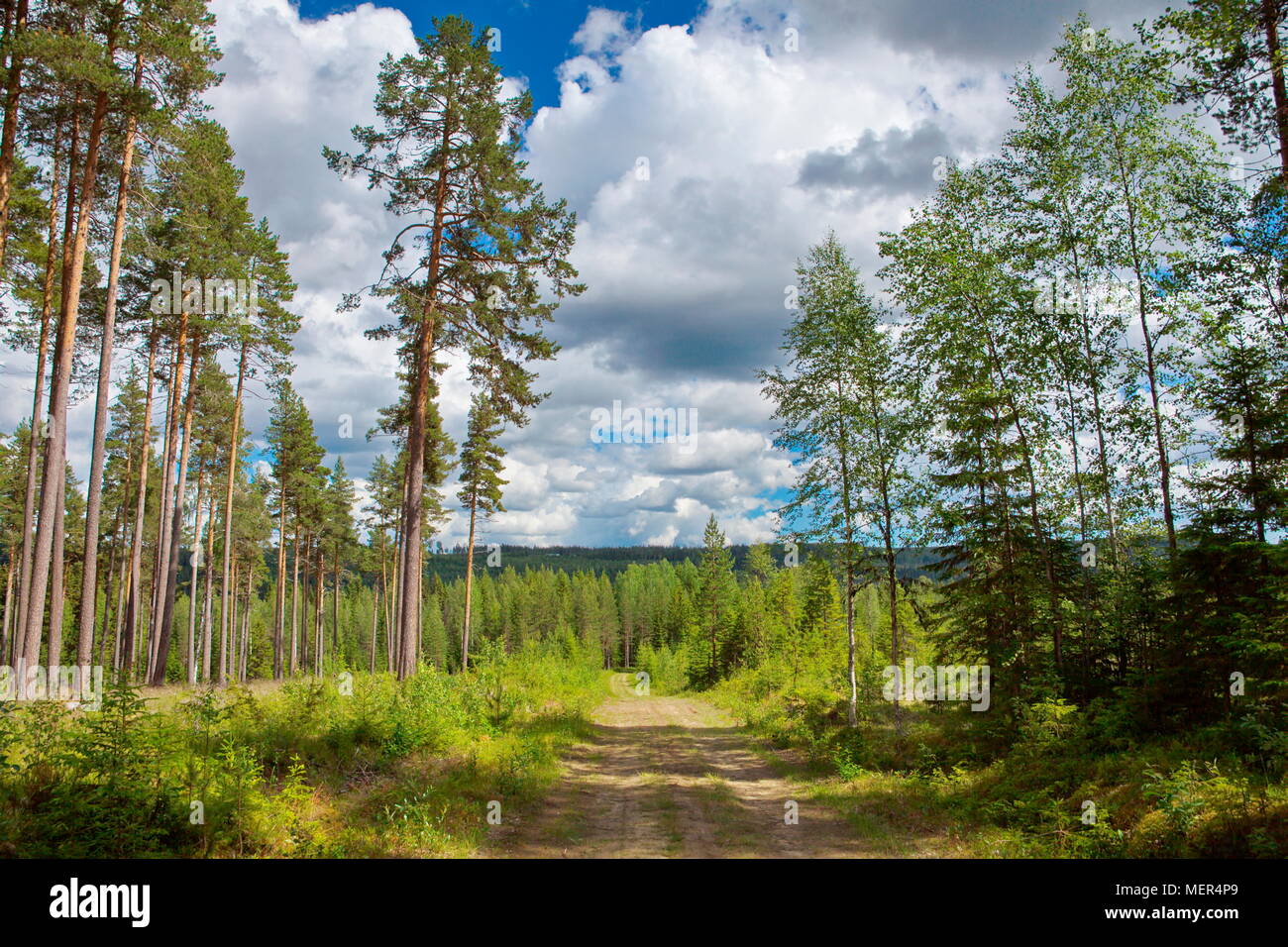 Thinning Pine Trees