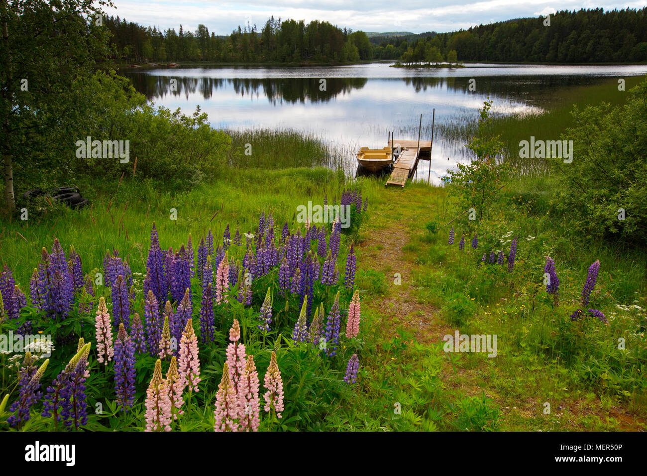 A rowing boat is moored at a jetty in a glassy forest lake Stock Photo ...