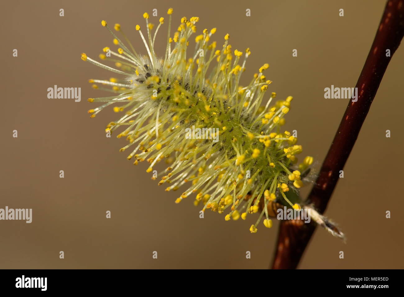 Fluffy willow catkins hi-res stock photography and images - Alamy