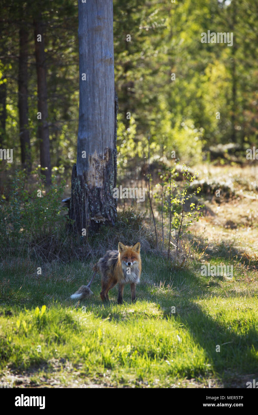 Fox mange hi-res stock photography and images - Alamy