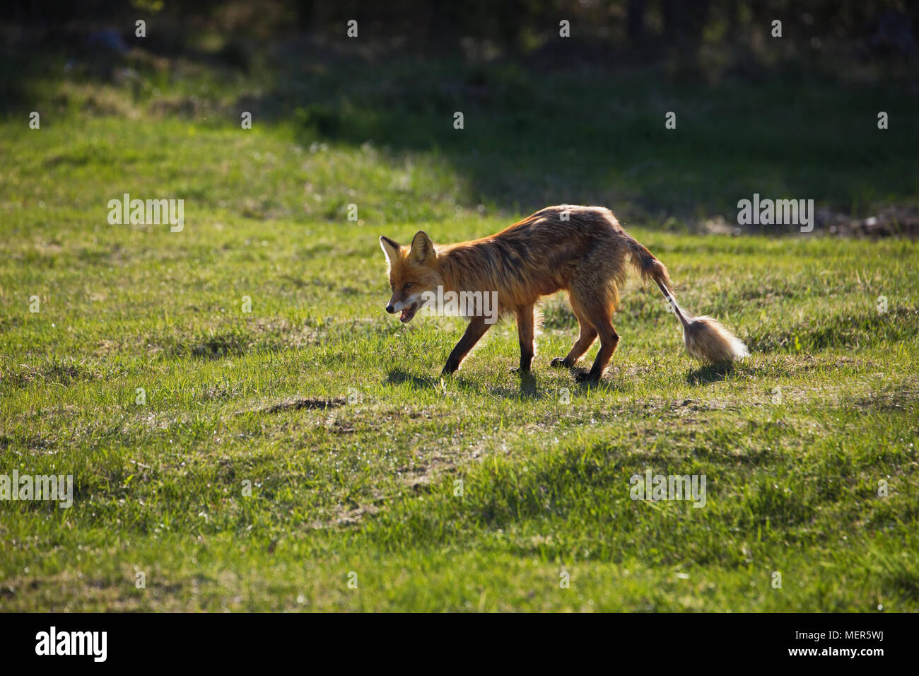Fox mange hi-res stock photography and images - Alamy