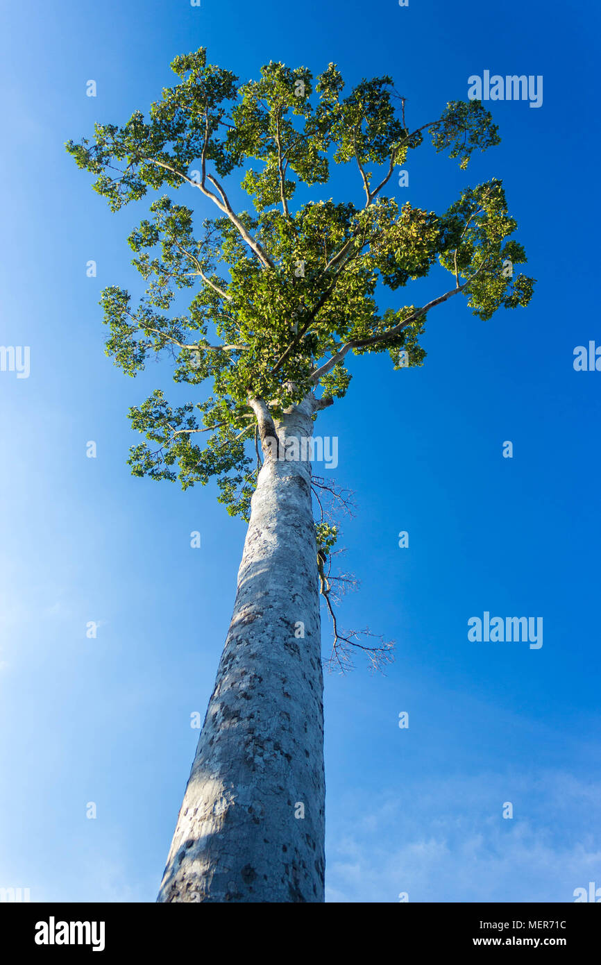 Under view of big tree with blue sky background Stock Photo - Alamy