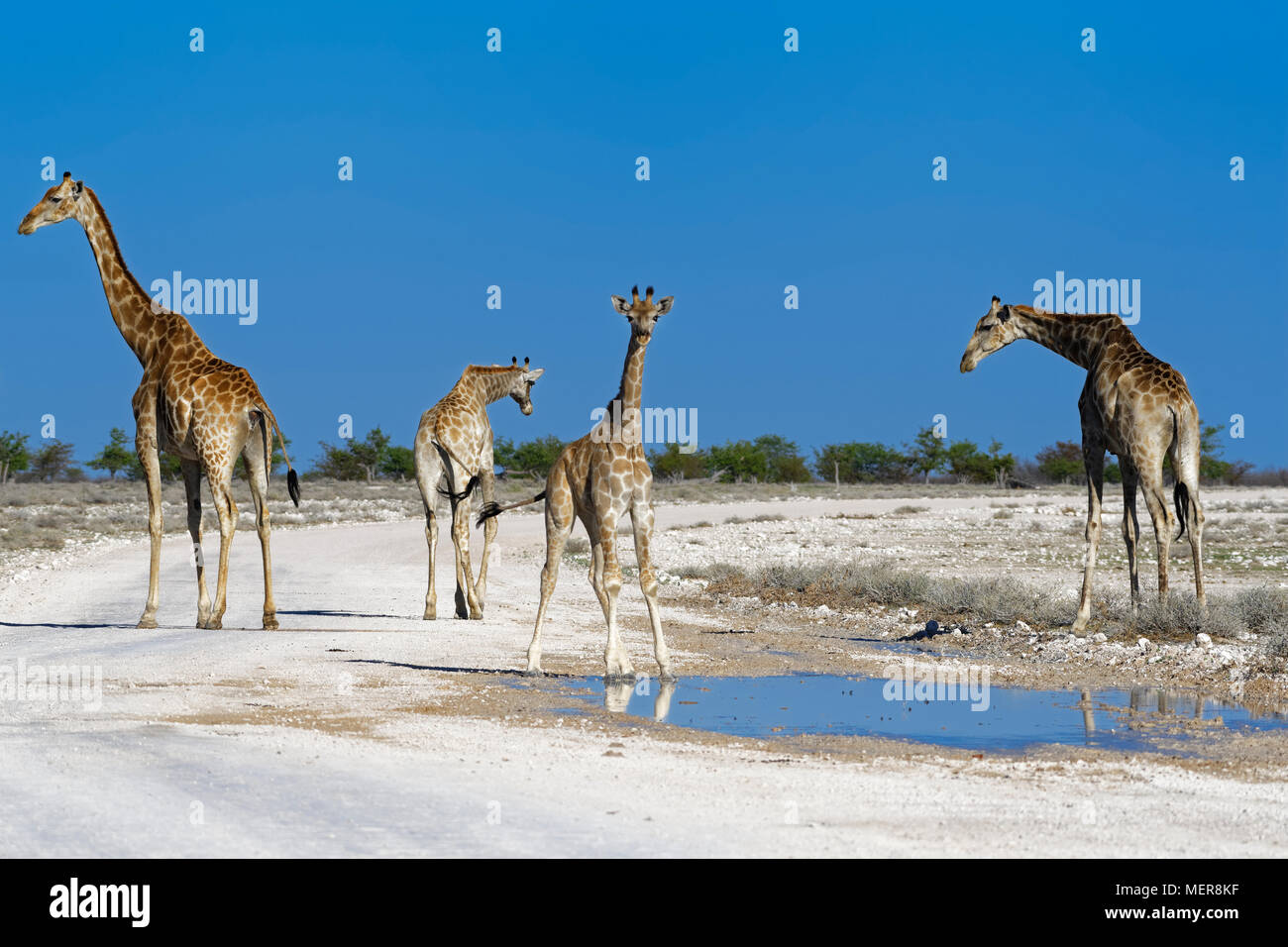 Namibian giraffes (Giraffa camelopardalis angolensis), herd gathered ...