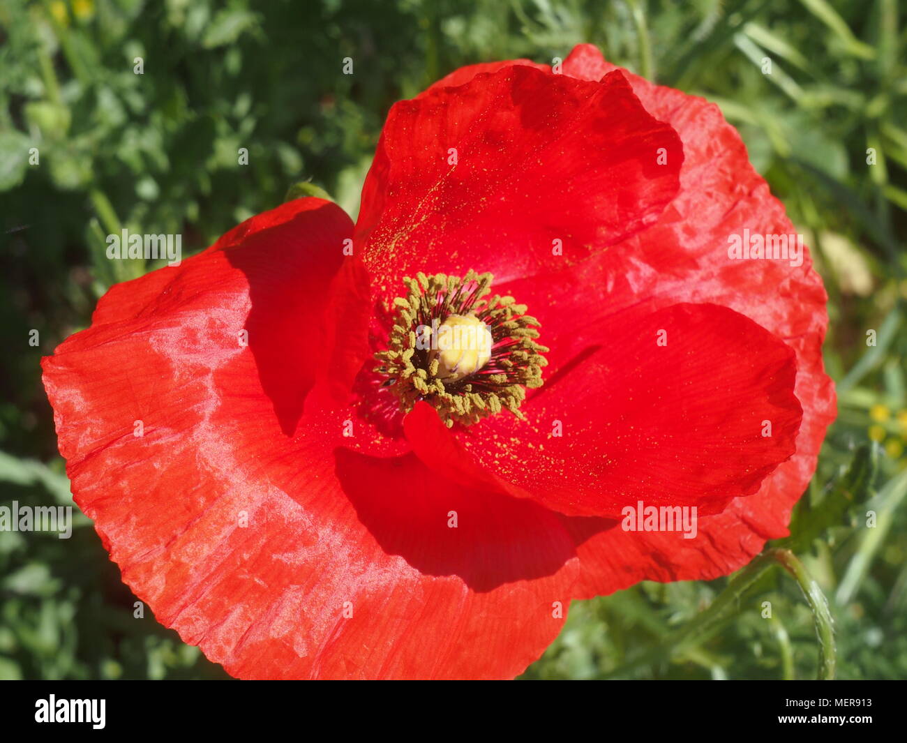 Roadside red poppy Stock Photo - Alamy