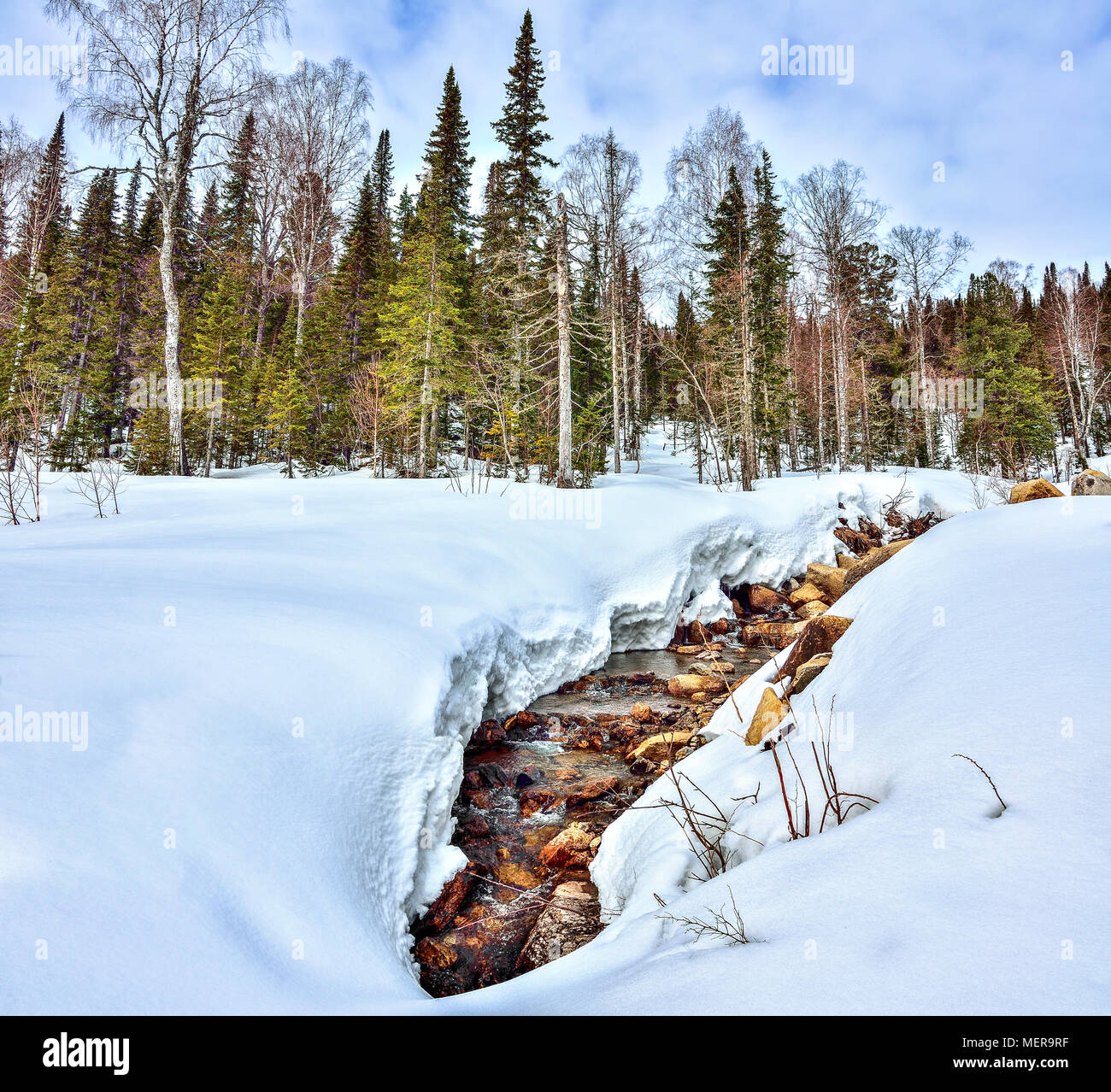 Early spring landscape in the mountain green coniferous forest with ...