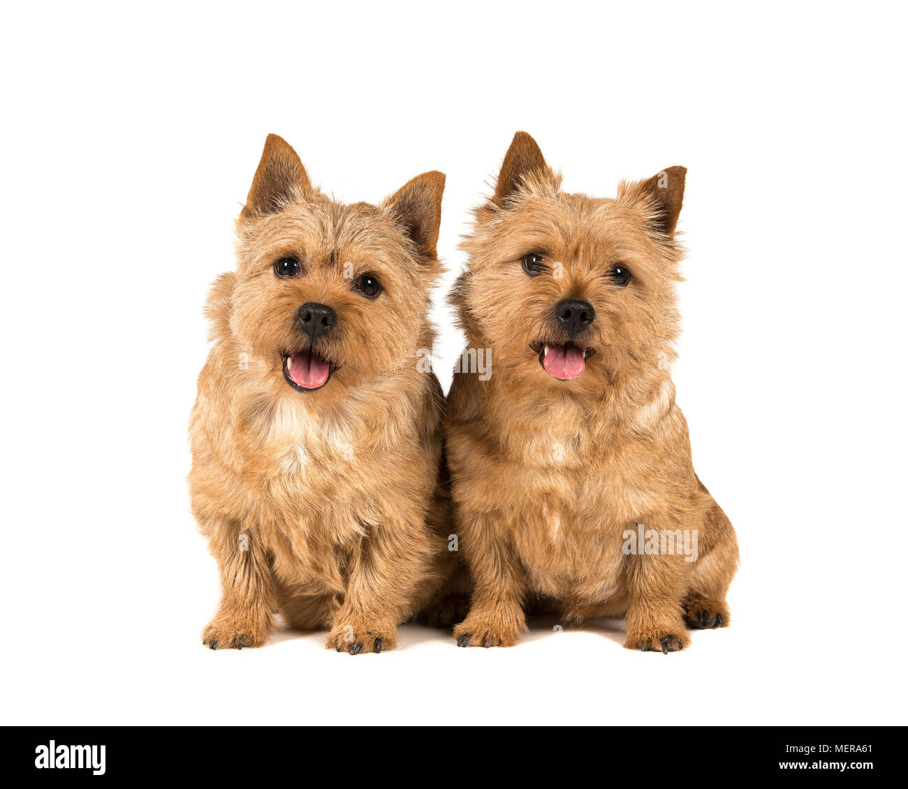 Norwich Terrier Stock Photos & Norwich Terrier Stock Images - Alamy