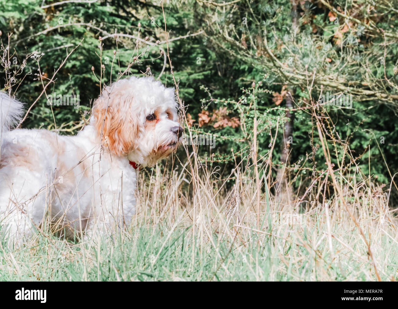White Cavachon dog out on a walk in the coutryside Stock Photo - Alamy