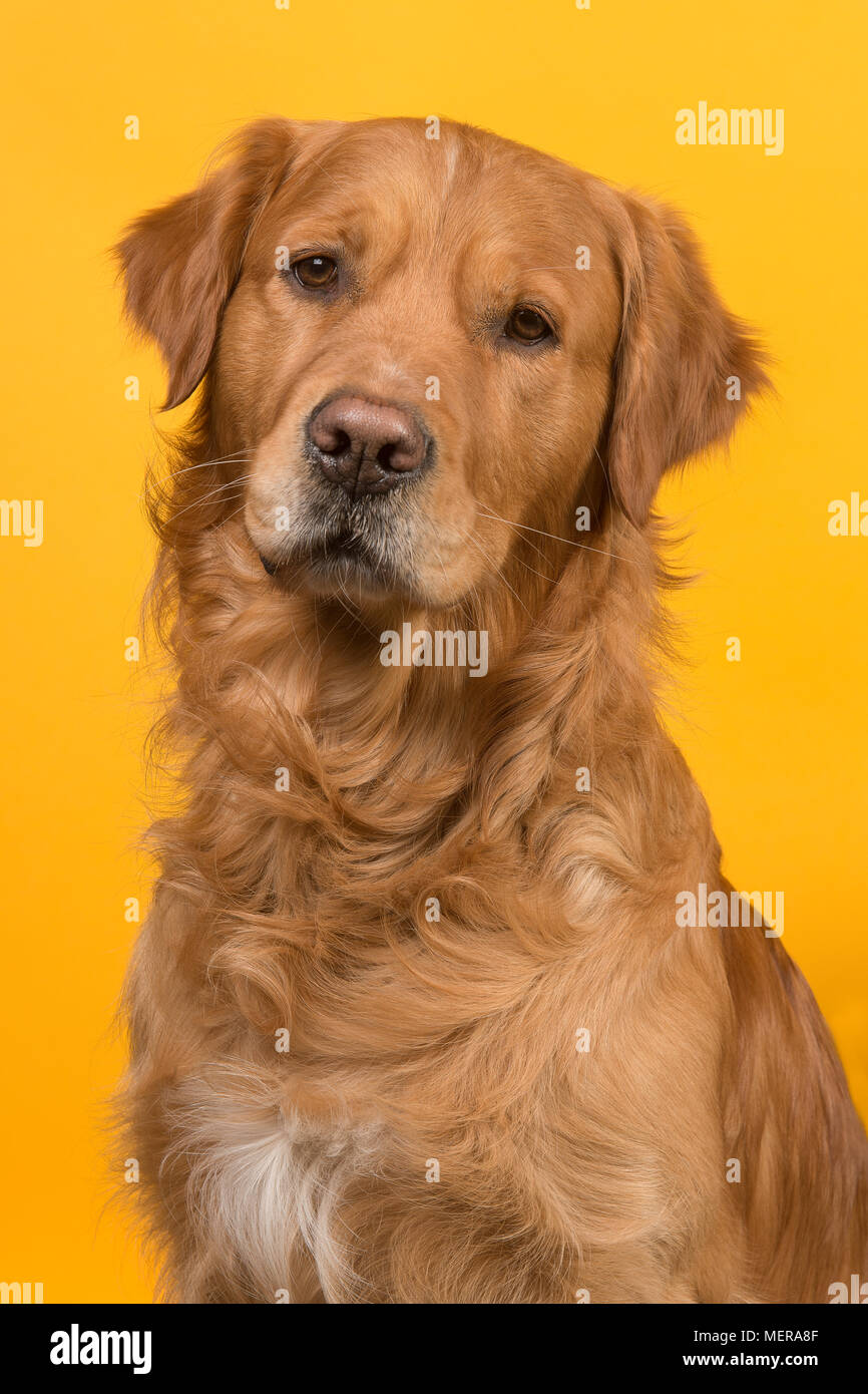 Male golden retriever hi-res stock photography and images - Alamy