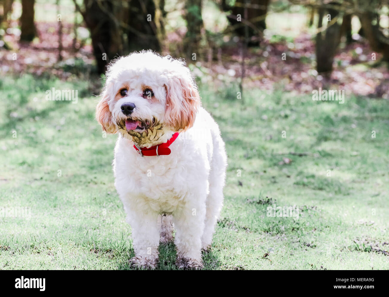 White Cavachon dog out on a walk in the coutryside Stock Photo - Alamy