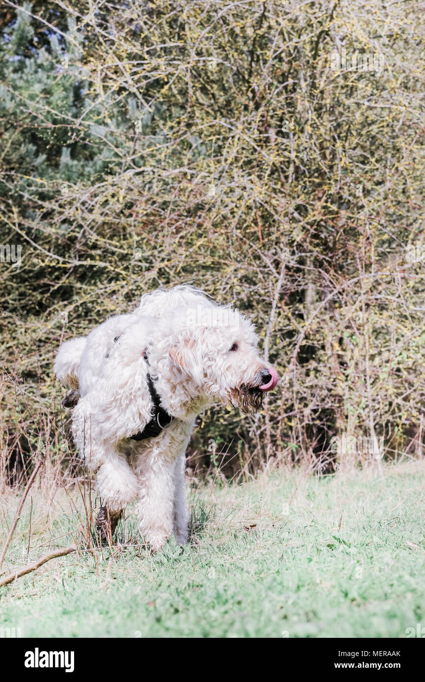 Golden Doodle dog out on a walk in the countryside, UK Stock Photo - Alamy
