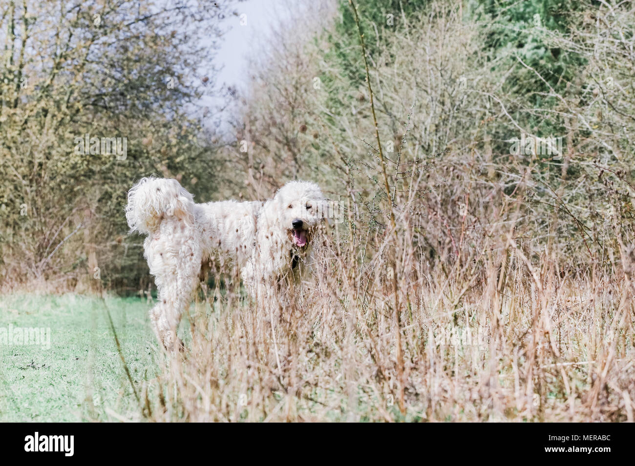 Golden doodle dog dogs poodle hi-res stock photography and images - Alamy