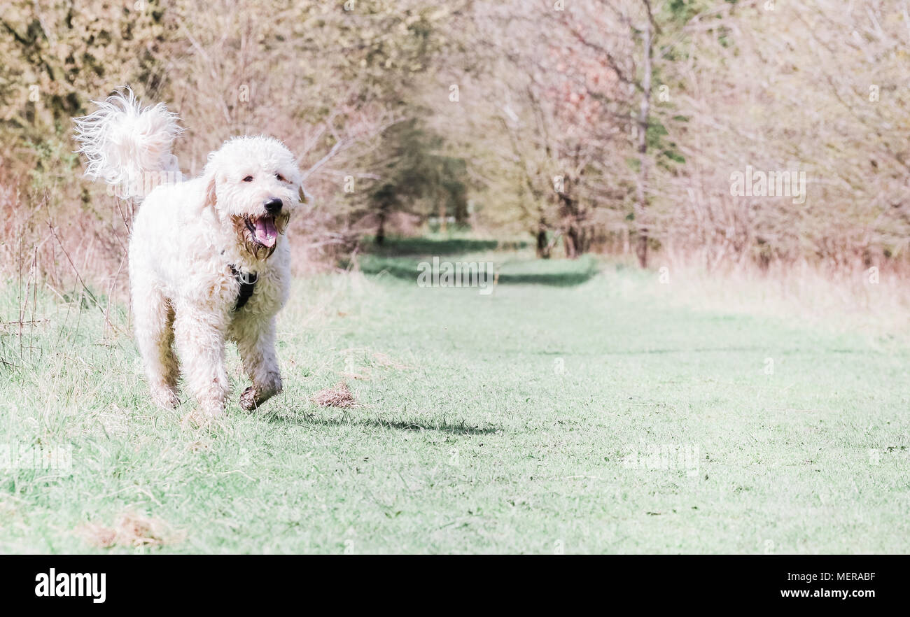 Golden Doodle dog out on a walk in the countryside, UK Stock Photo - Alamy