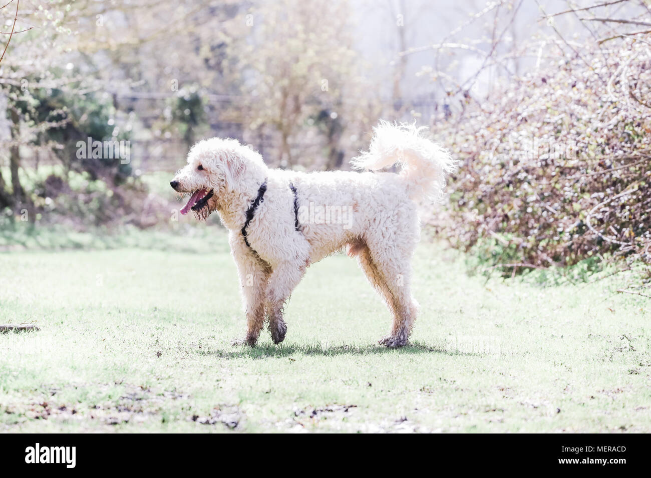 Golden Doodle dog out on a walk in the countryside, UK Stock Photo - Alamy