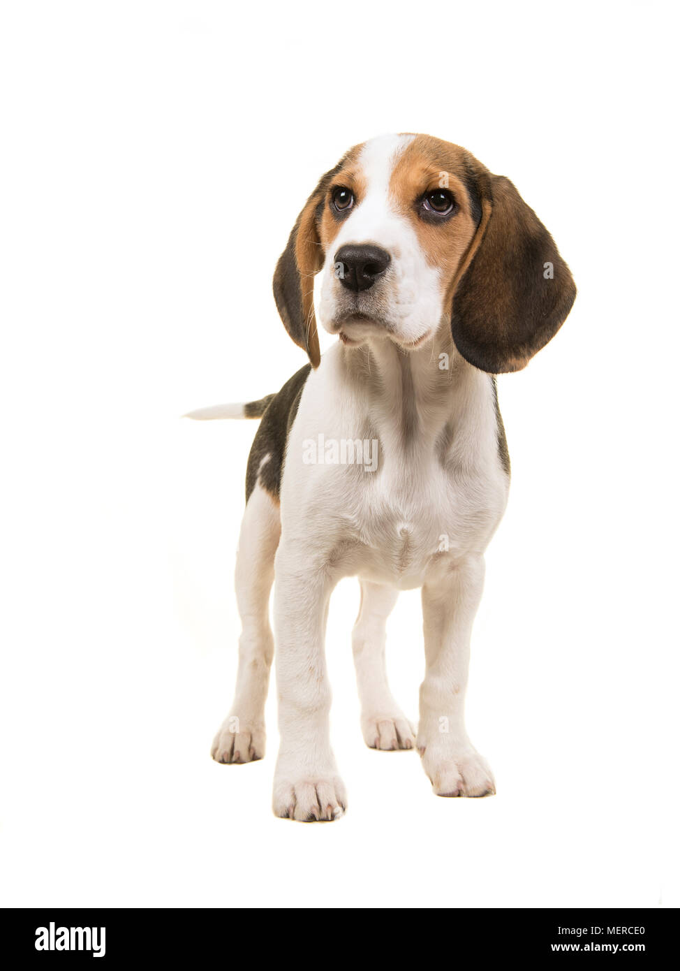 Beagle dog seen from the front standing on a white background Stock ...
