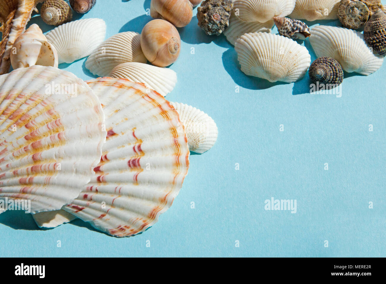 Seashells flat lay pattern on blue background, sea vacation background ...
