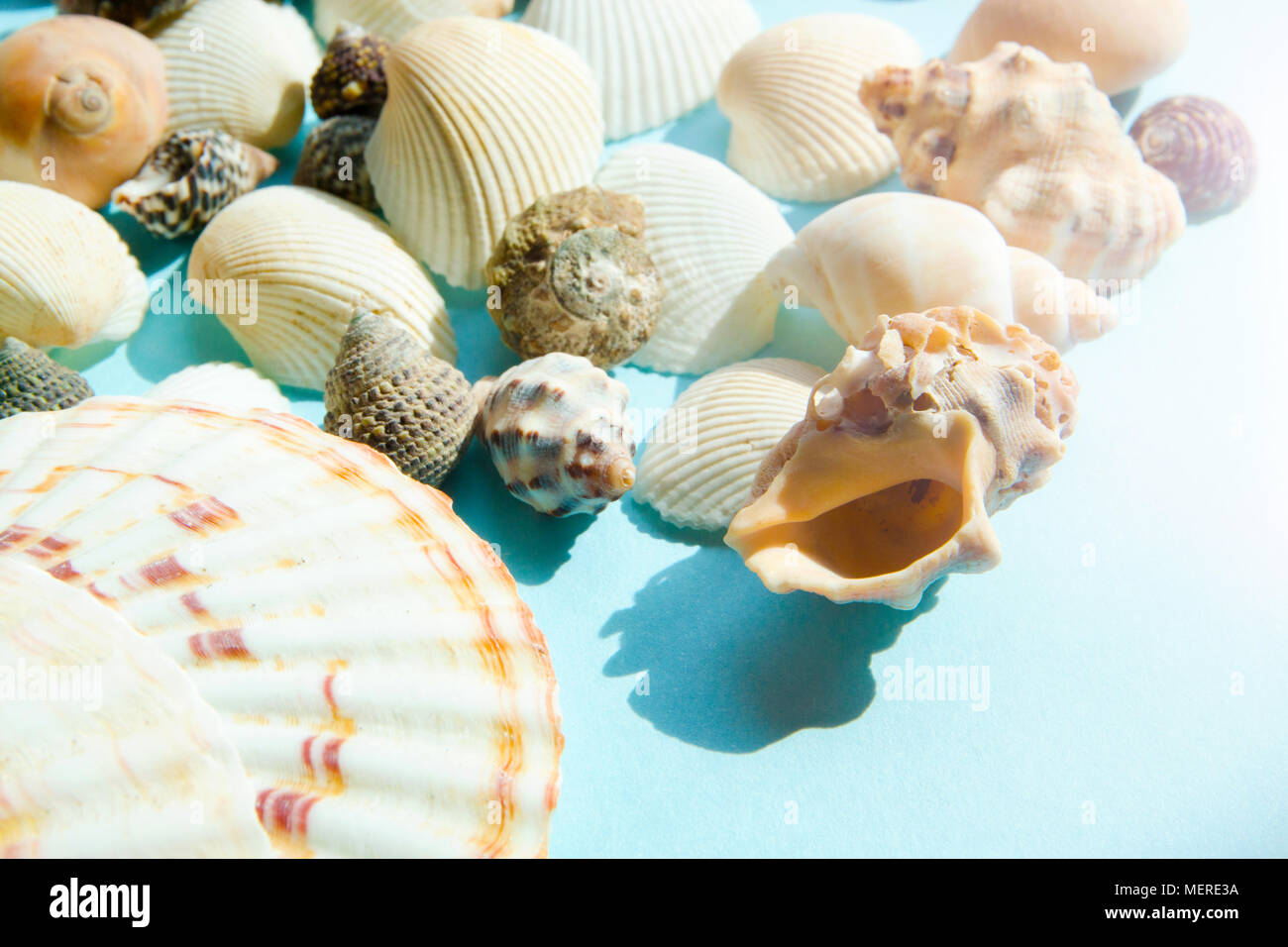 Flat Top Shells High Resolution Stock Photography and Images - Alamy