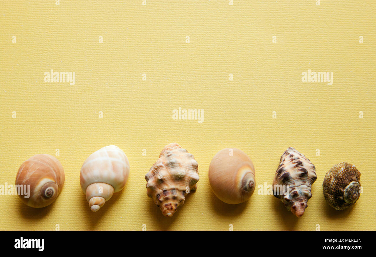 Seashells flat lay pattern on yellow background, sea vacation ...