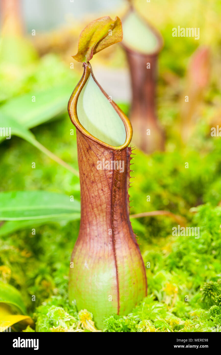 Madagascar pitcher plant, Kannranka (Nepenthes madagascariensis Stock ...