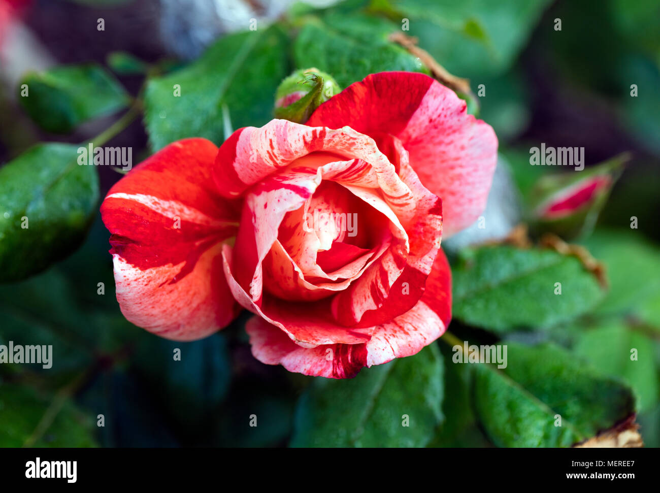 Floribunda rose bush hi-res stock photography and images - Alamy