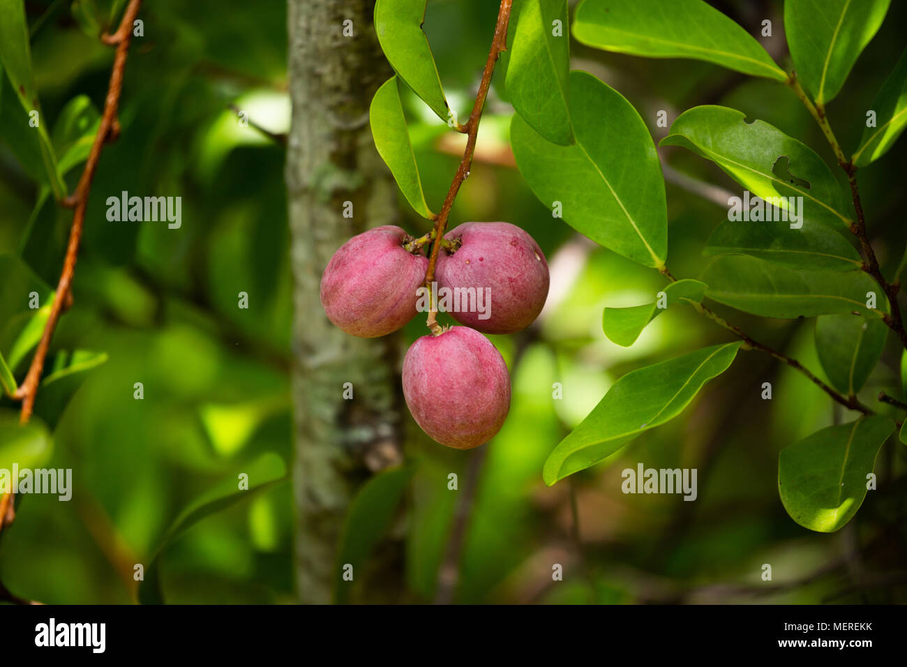 National plant of the seychelles hi-res stock photography and images ...